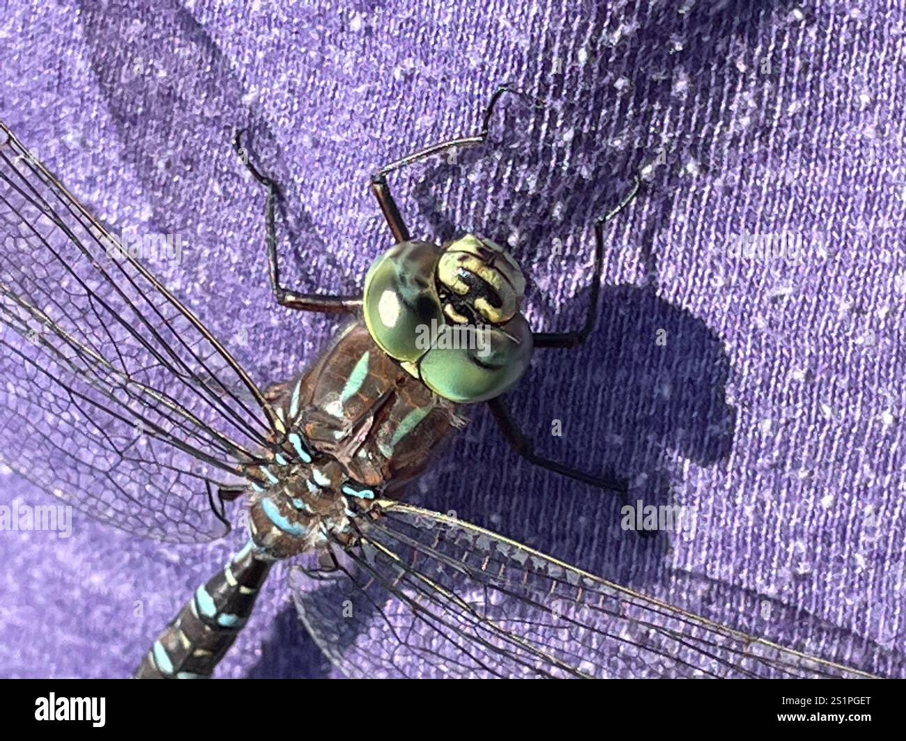 Hawkers and Typical Darners (Aeshna Stock Photo - Alamy