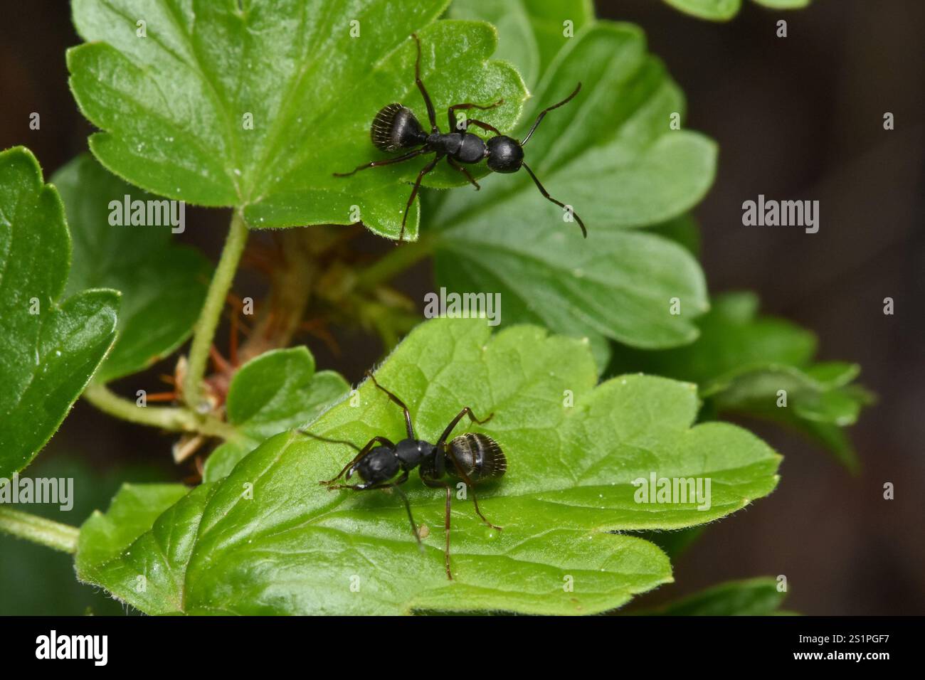 Western Black Carpenter Ant (Camponotus modoc Stock Photo - Alamy