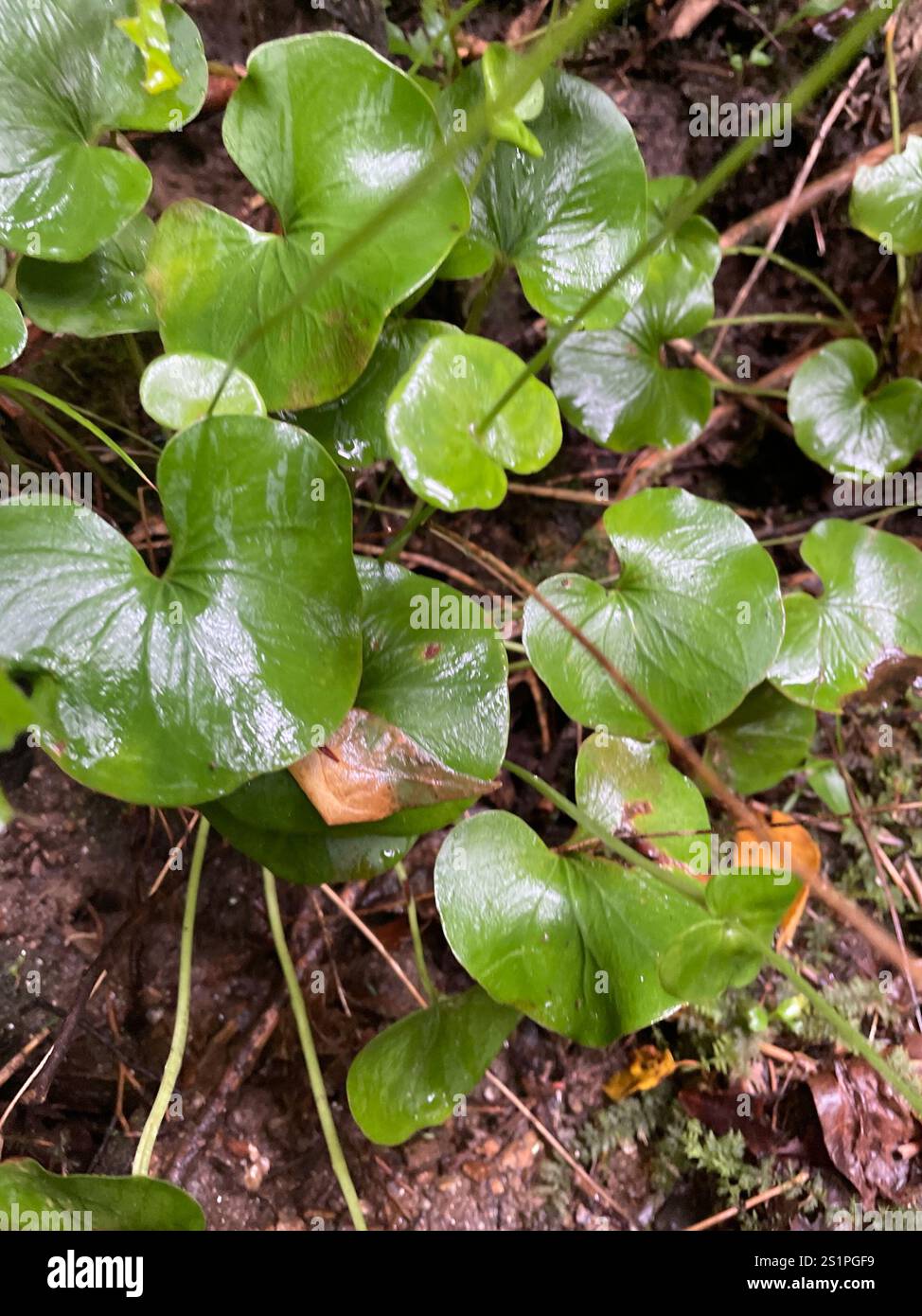 Kidney-leaved Grass of Parnassus (Parnassia asarifolia Stock Photo - Alamy
