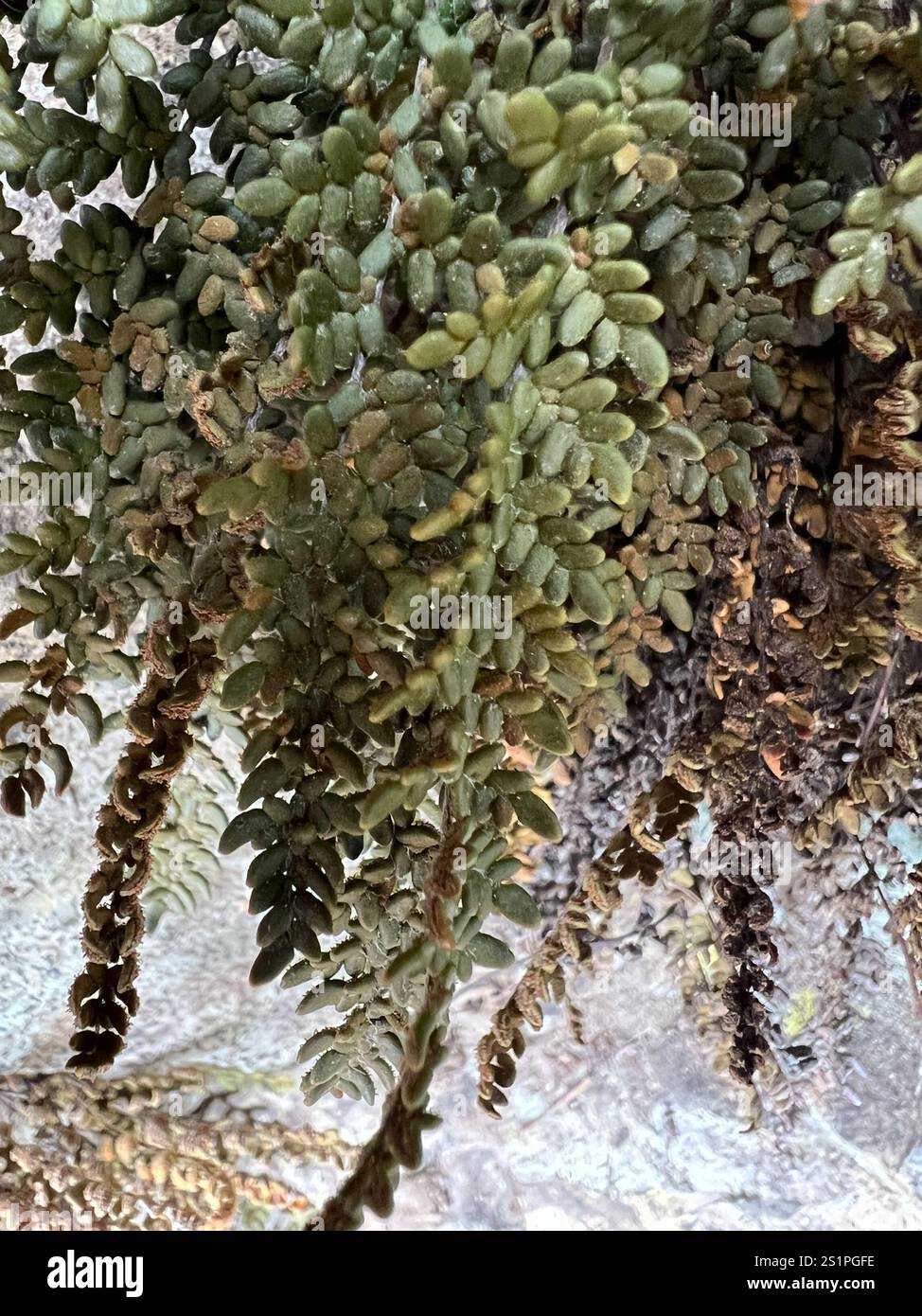 lace lip fern (Myriopteris gracillima Stock Photo - Alamy