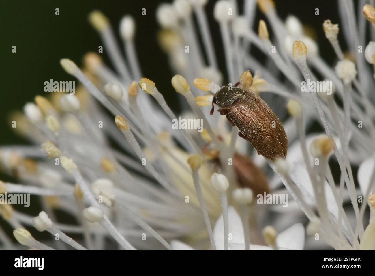 Raspberry Fruitworm Beetle (Byturus unicolor Stock Photo - Alamy