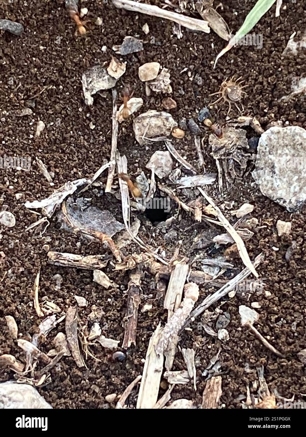 Yellow Pyramid Ant (Dorymyrmex flavus Stock Photo - Alamy