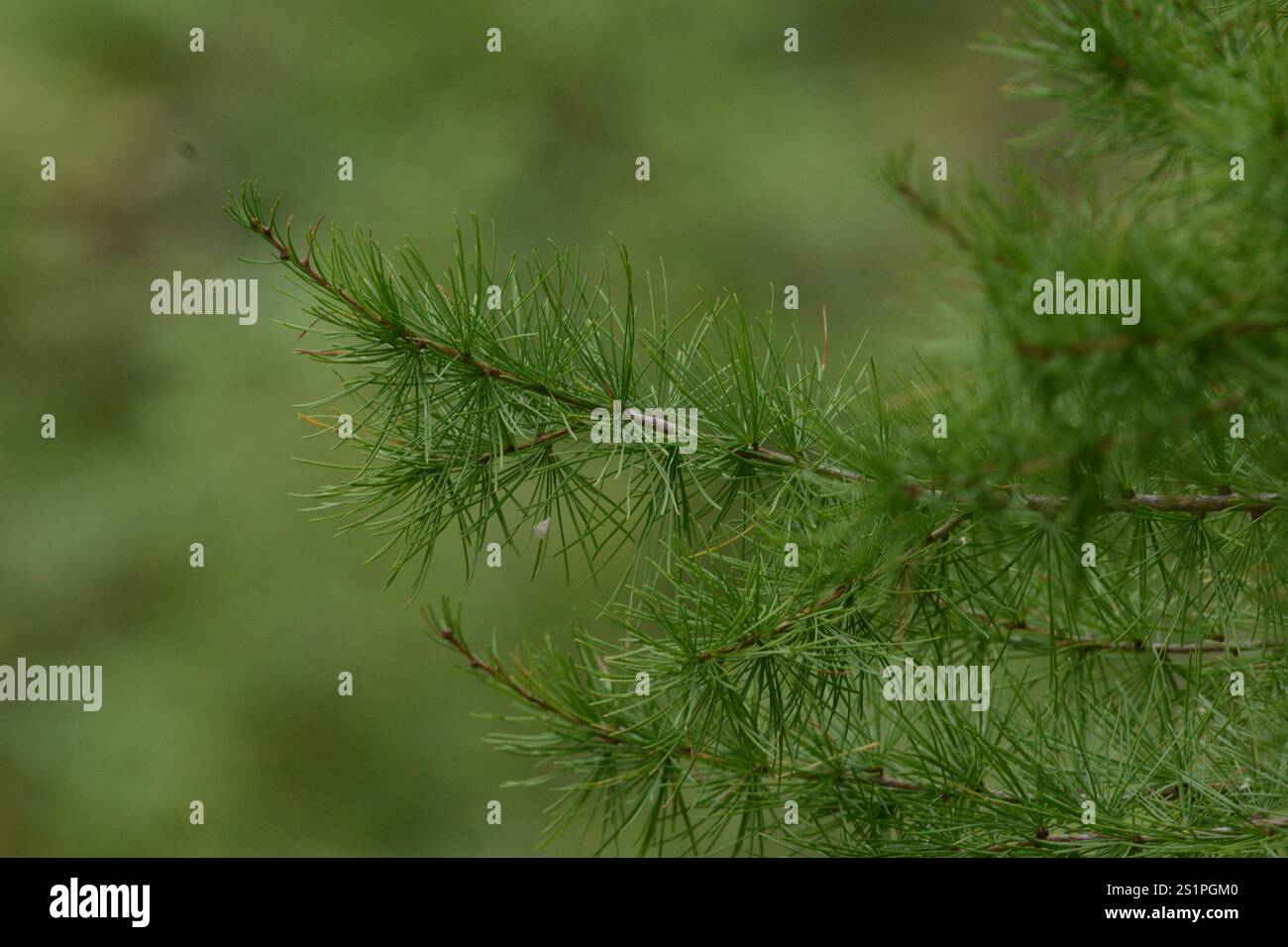 western larch (Larix occidentalis Stock Photo - Alamy