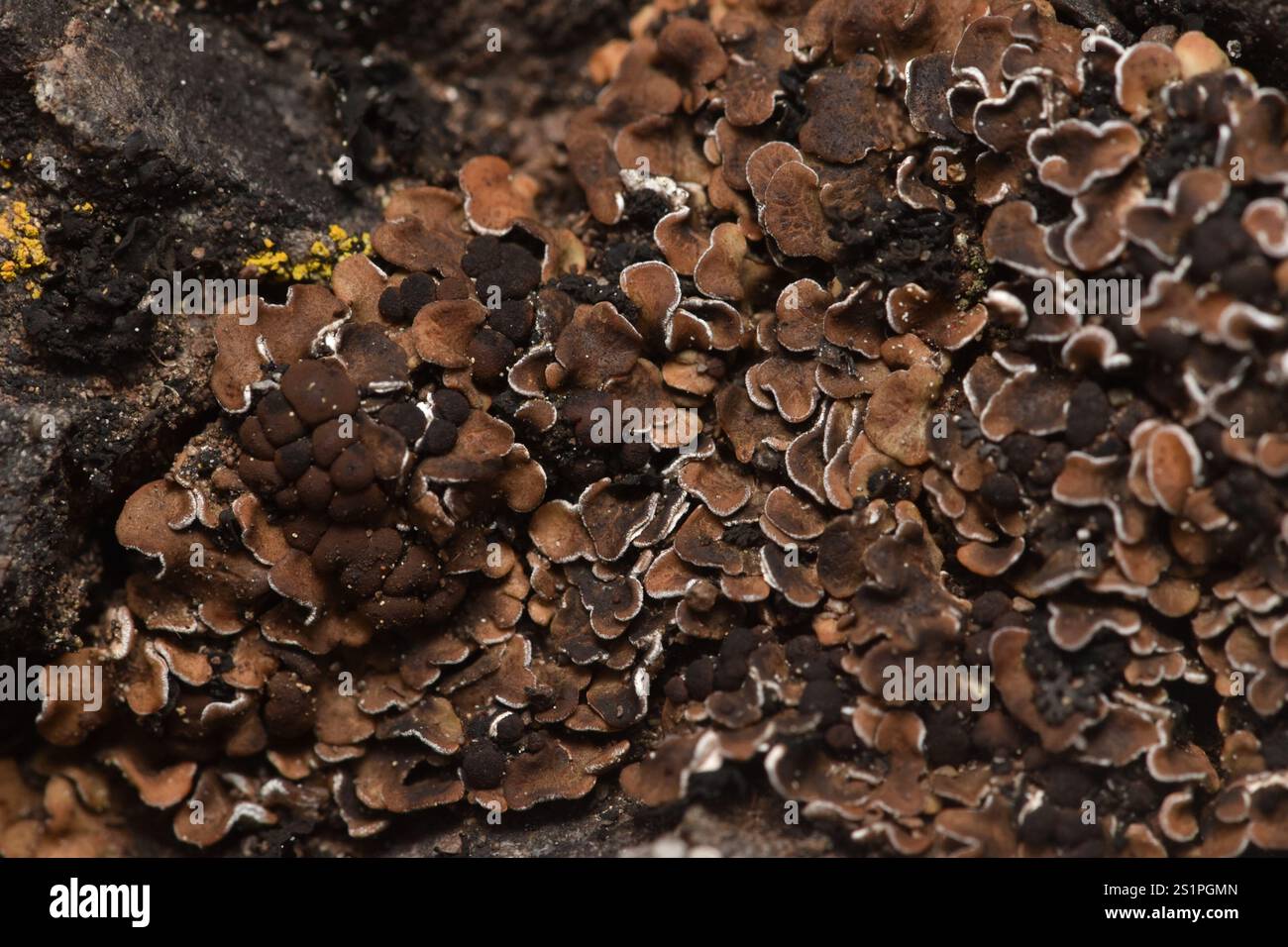 Fishscale Lichens (Psora Stock Photo - Alamy