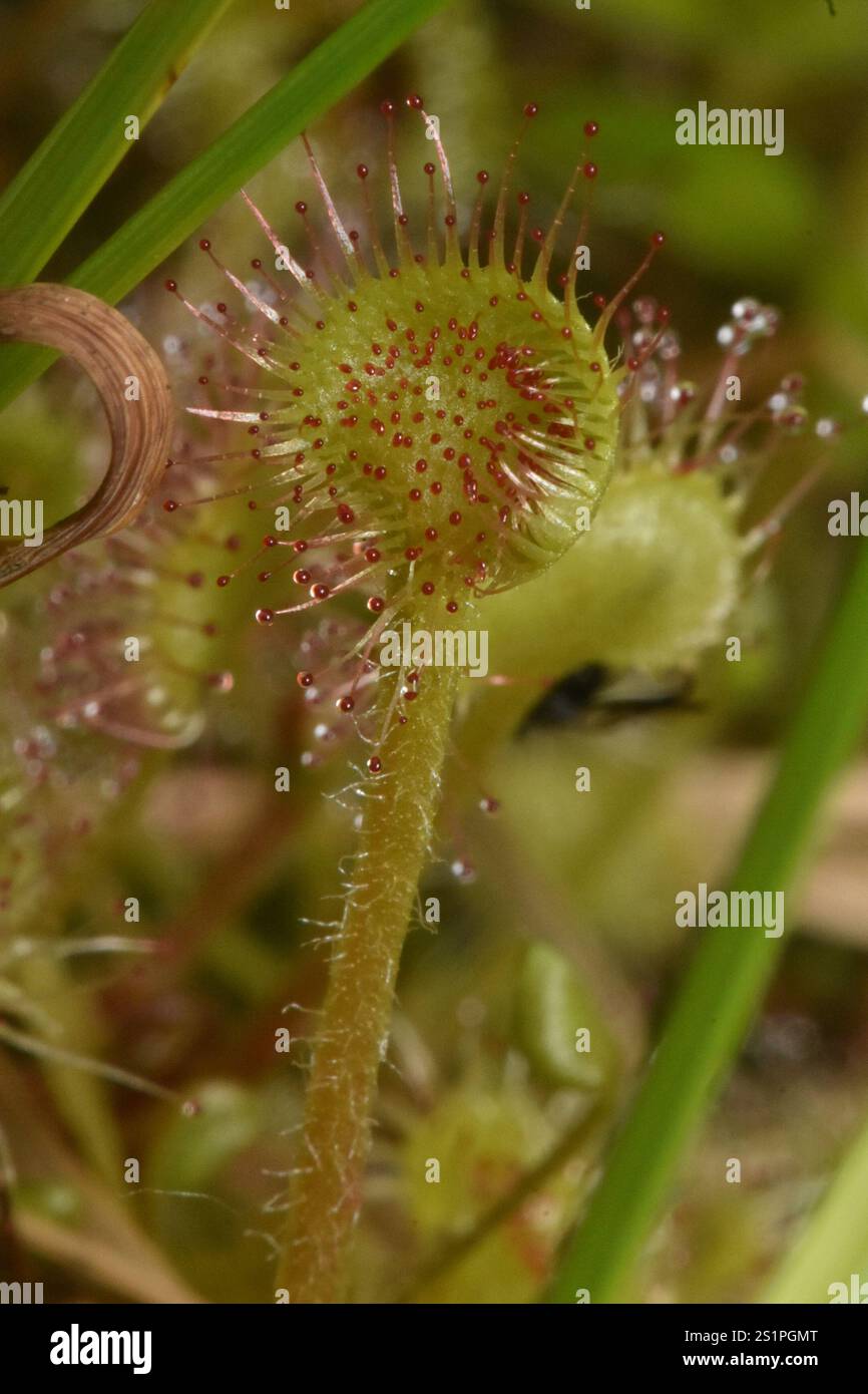 round-leaved sundew (Drosera rotundifolia Stock Photo - Alamy