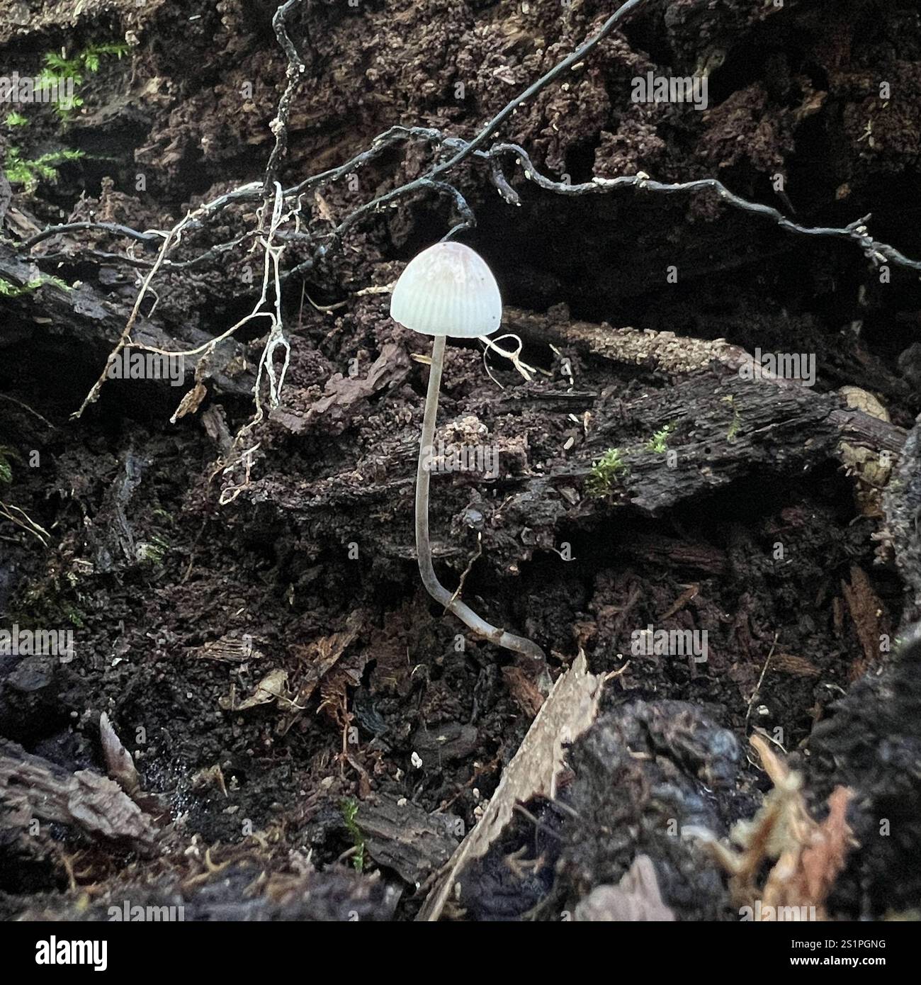 Iodine Bonnet (Mycena filopes Stock Photo - Alamy
