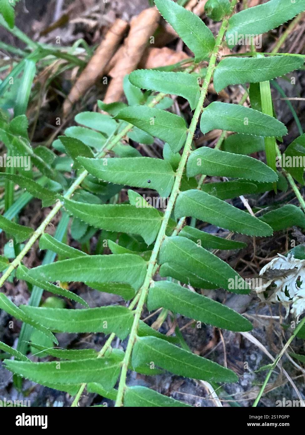 Christmas fern (Polystichum acrostichoides Stock Photo - Alamy