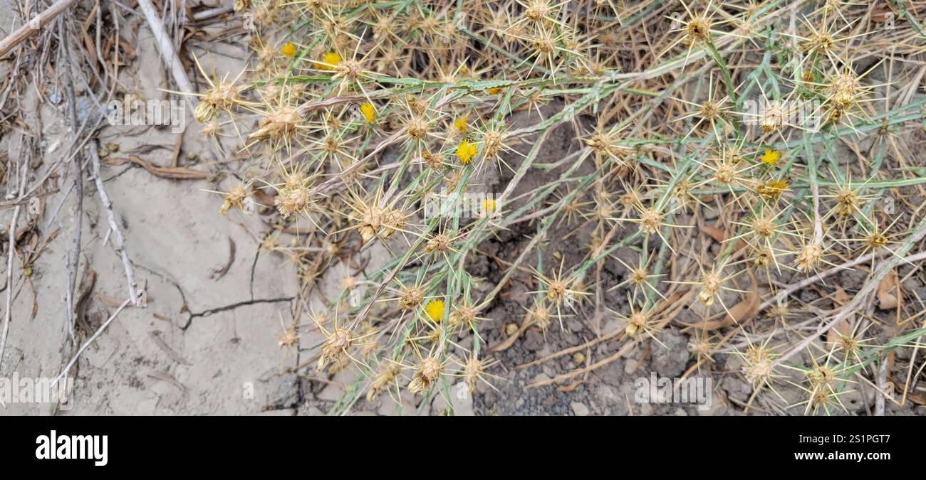 Yellow Star-Thistle (Centaurea solstitialis Stock Photo - Alamy