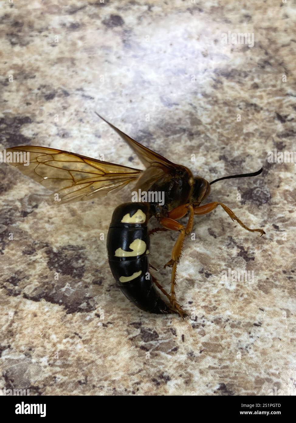 Eastern Cicada-killer Wasp (Sphecius speciosus Stock Photo - Alamy