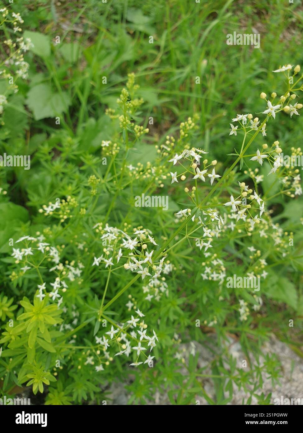 white bedstraw (Galium album Stock Photo - Alamy