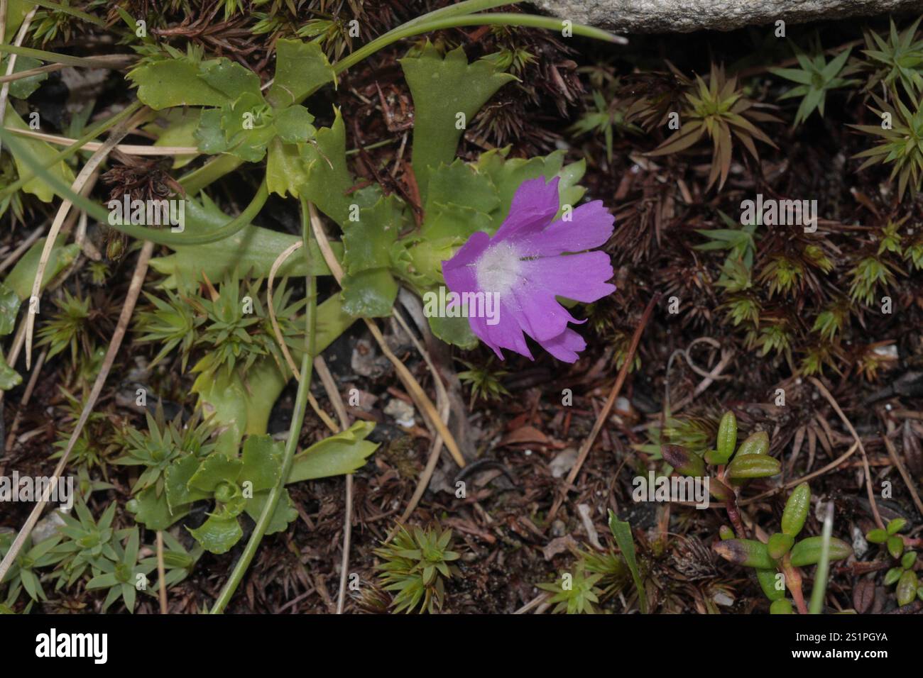 Fairy Primrose (Primula minima Stock Photo - Alamy