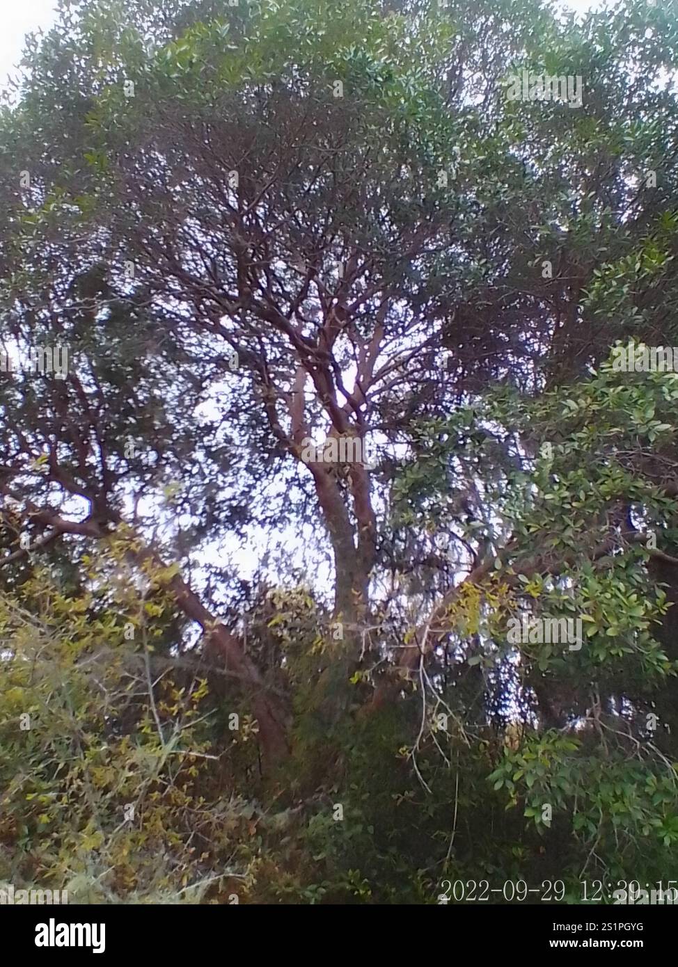 myrtle family (Myrtaceae Stock Photo - Alamy