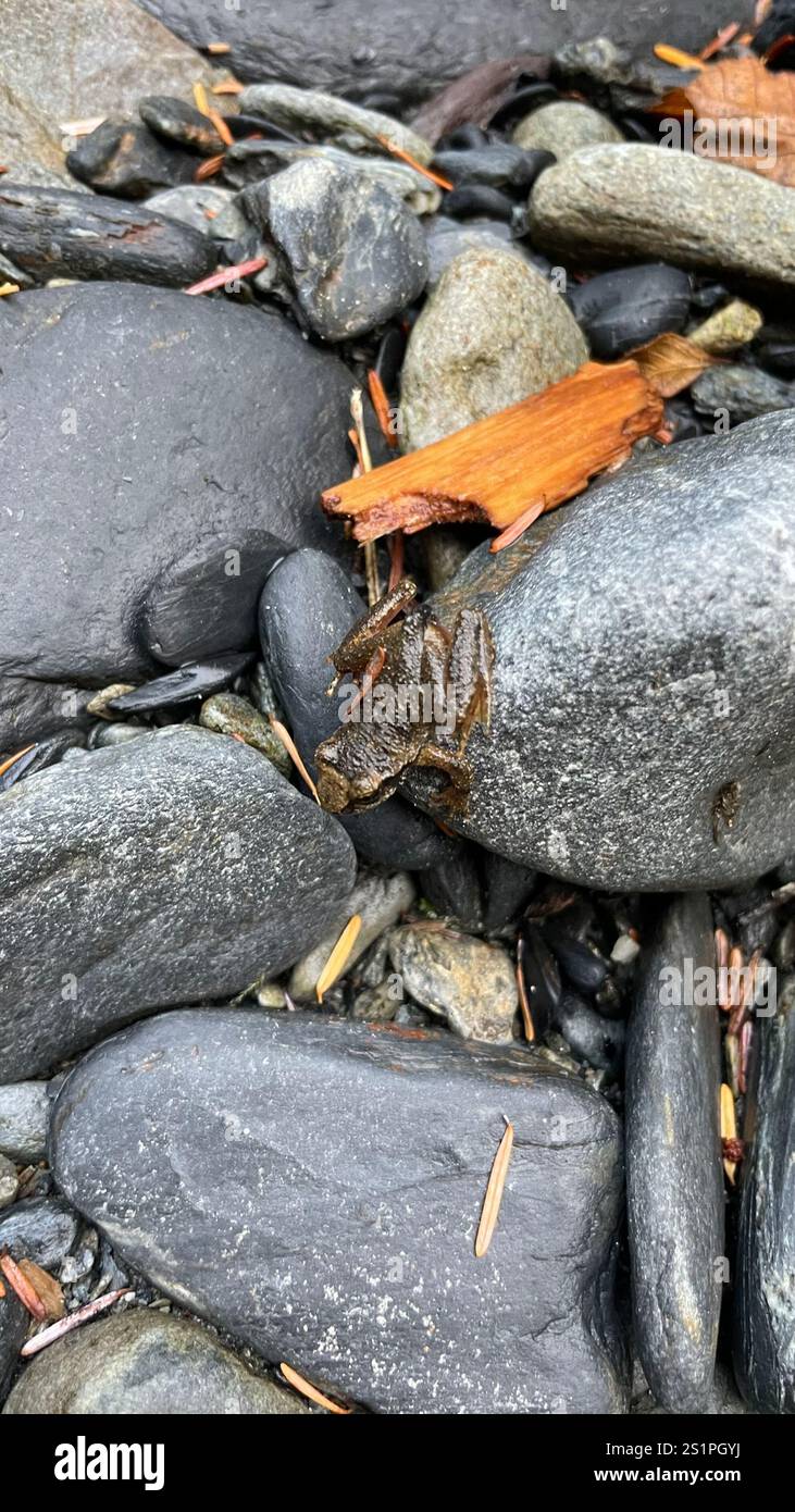 Coastal Tailed Frog (Ascaphus truei Stock Photo - Alamy
