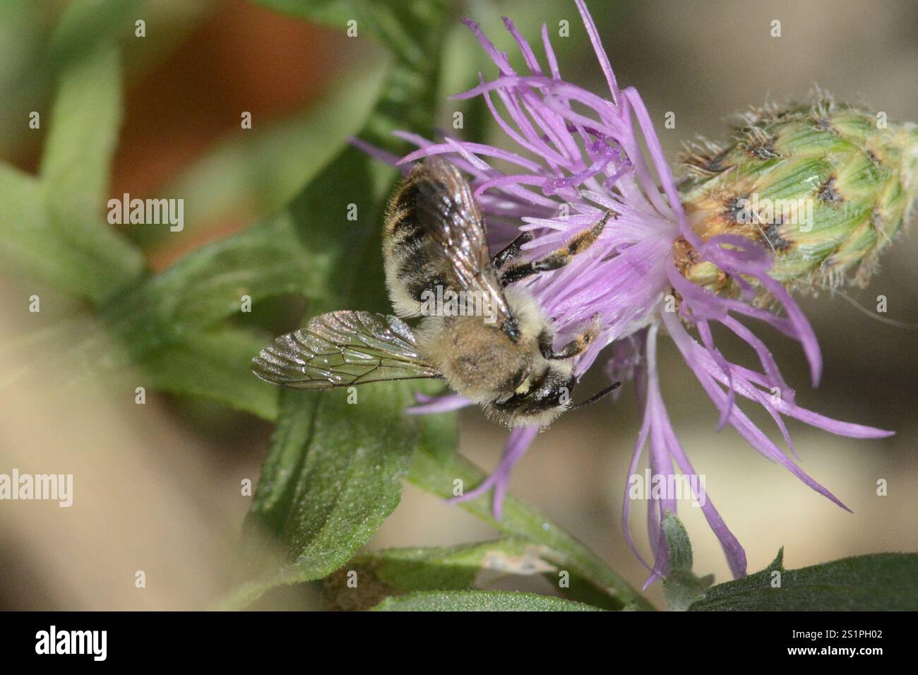 Western Leafcutter Bee (Megachile perihirta Stock Photo - Alamy