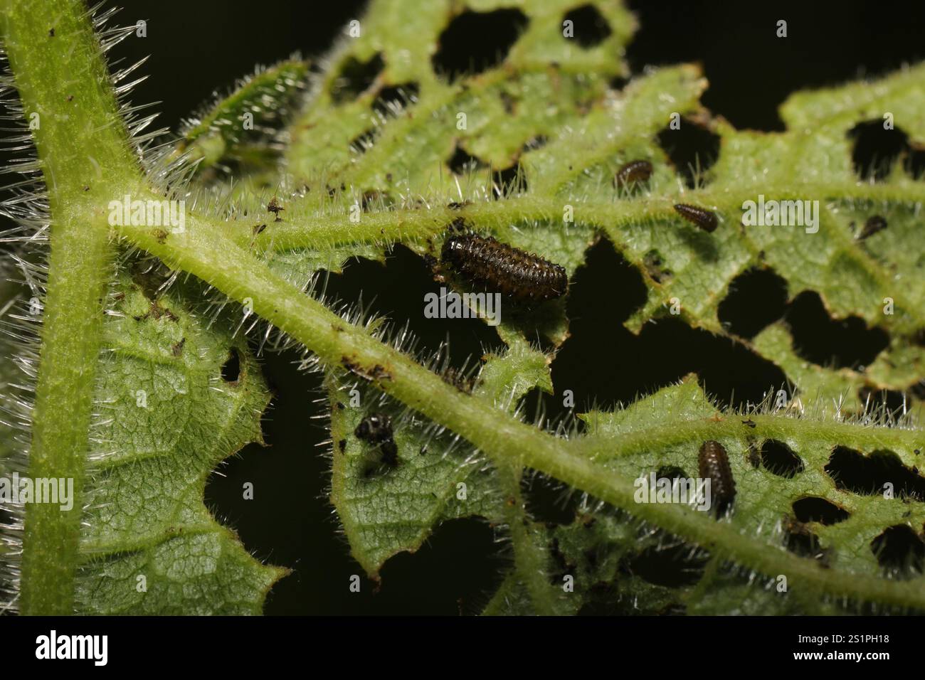 Celery leaf beetle (Phaedon tumidulus Stock Photo - Alamy