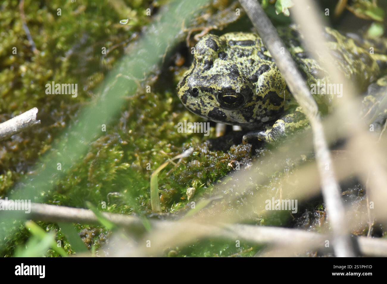 Western Toad (Anaxyrus boreas Stock Photo - Alamy