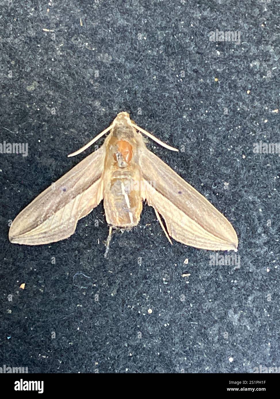 Sphinx Moths (Sphingidae Stock Photo - Alamy