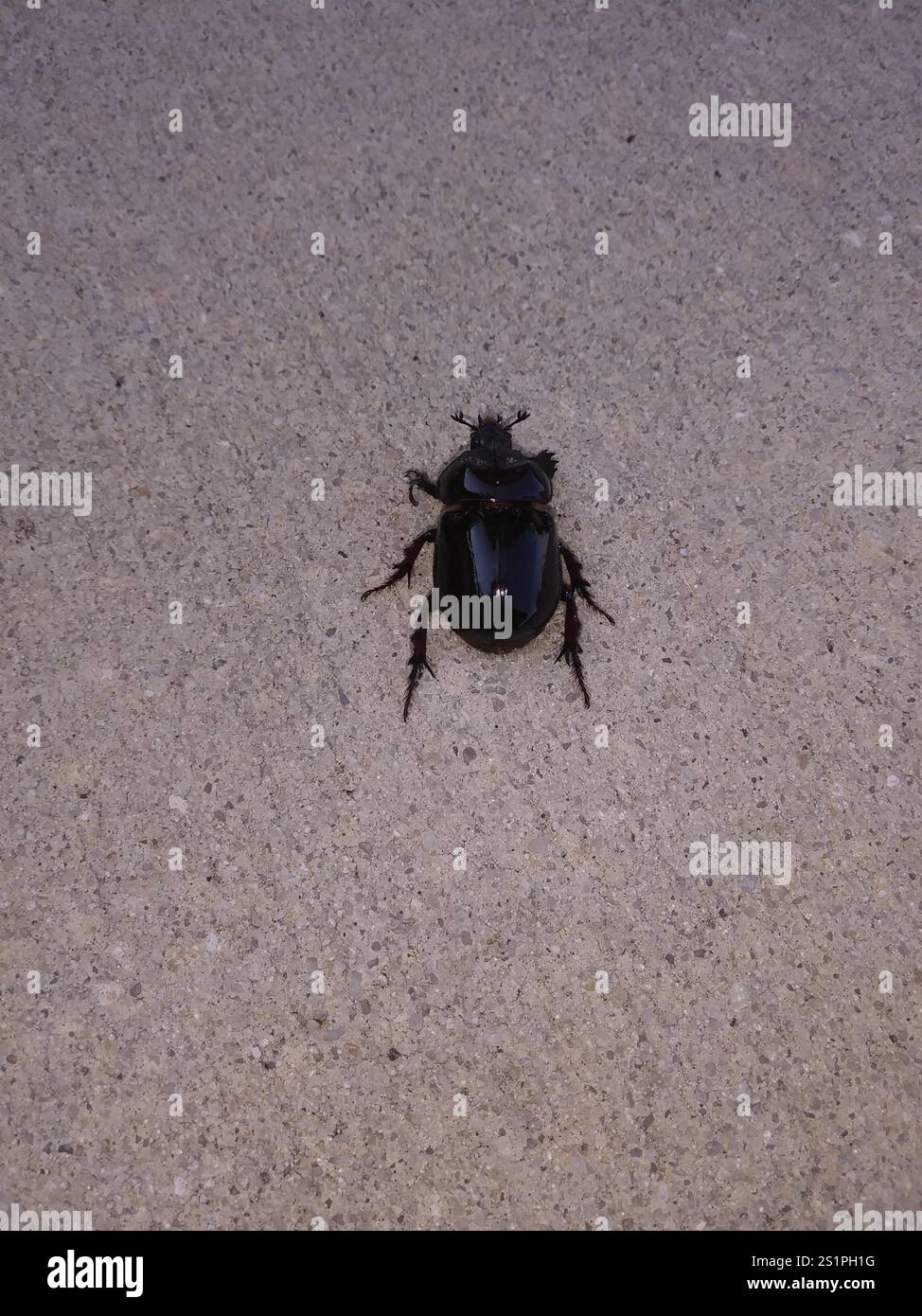 Ox Beetles (Strategus Stock Photo - Alamy