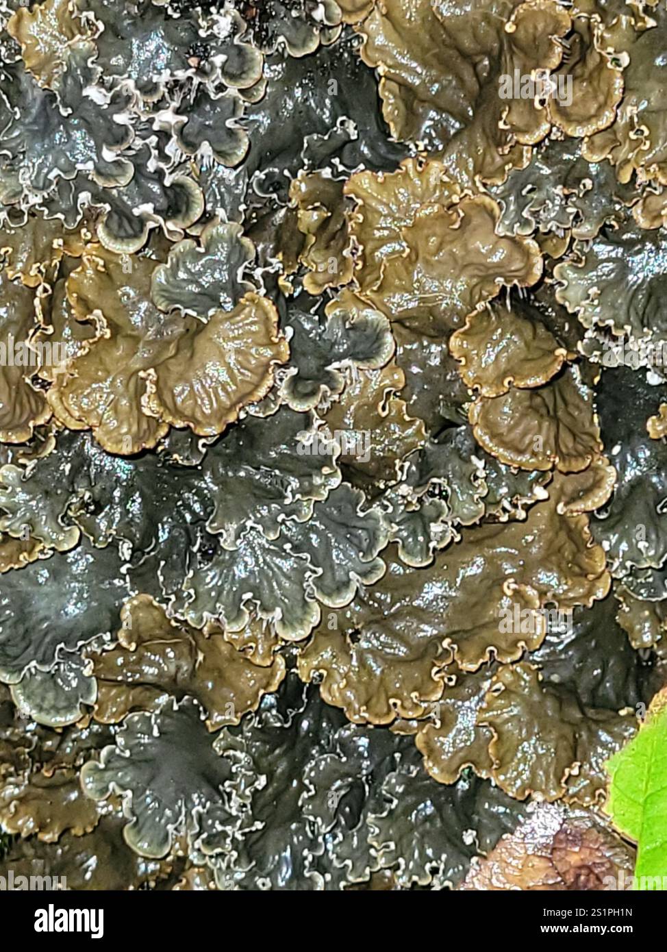 scaly pelt lichen (Peltigera praetextata Stock Photo - Alamy