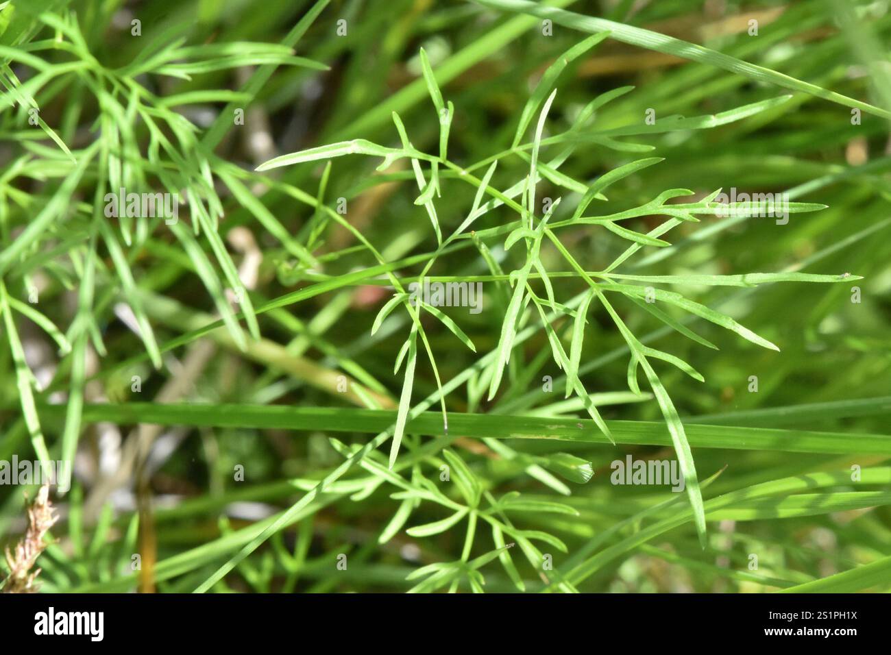 bulblet-bearing water hemlock (Cicuta bulbifera Stock Photo - Alamy