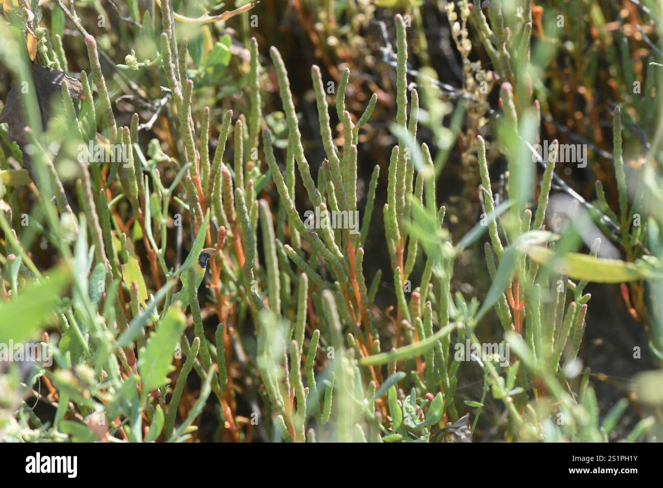 red glasswort (Salicornia rubra Stock Photo - Alamy