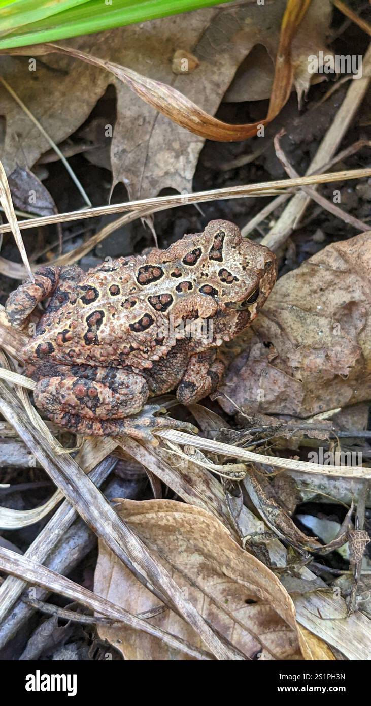 American Toad (Anaxyrus americanus Stock Photo - Alamy