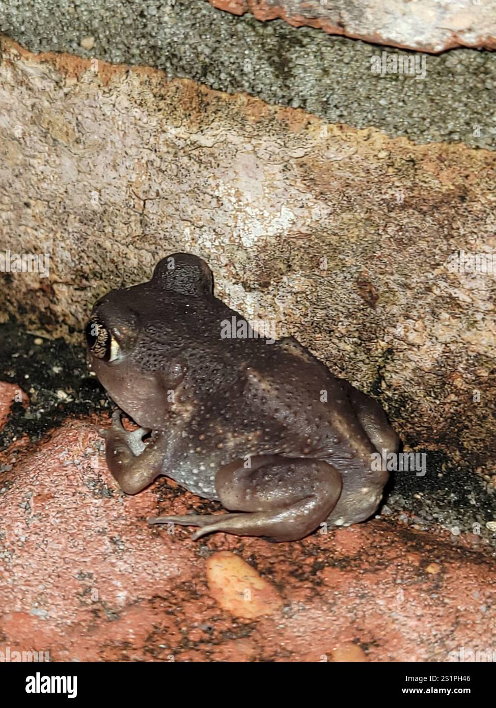 Eastern Spadefoot (Scaphiopus holbrookii Stock Photo - Alamy