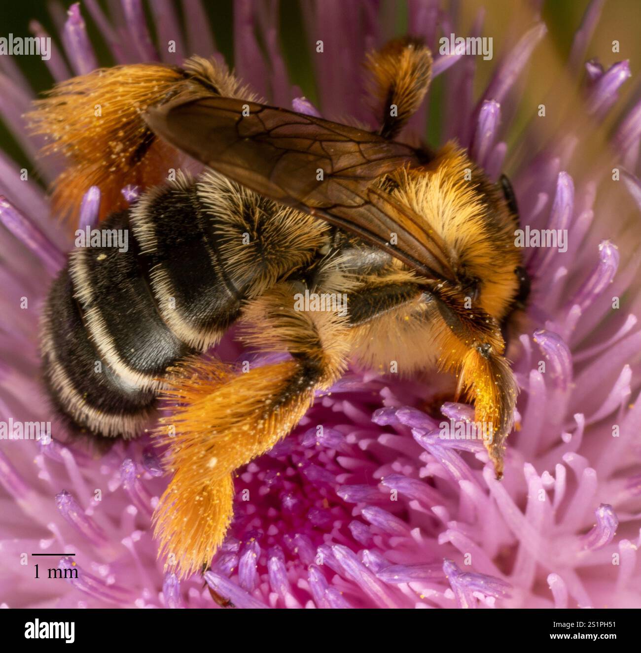 Common Pantaloon Bee (Dasypoda hirtipes Stock Photo - Alamy