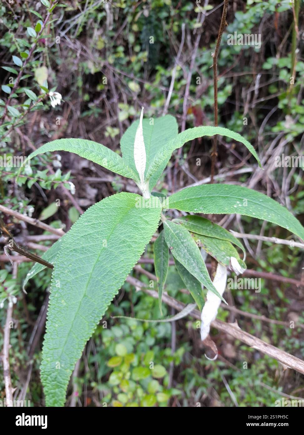 Orange-ball tree (Buddleja globosa Stock Photo - Alamy