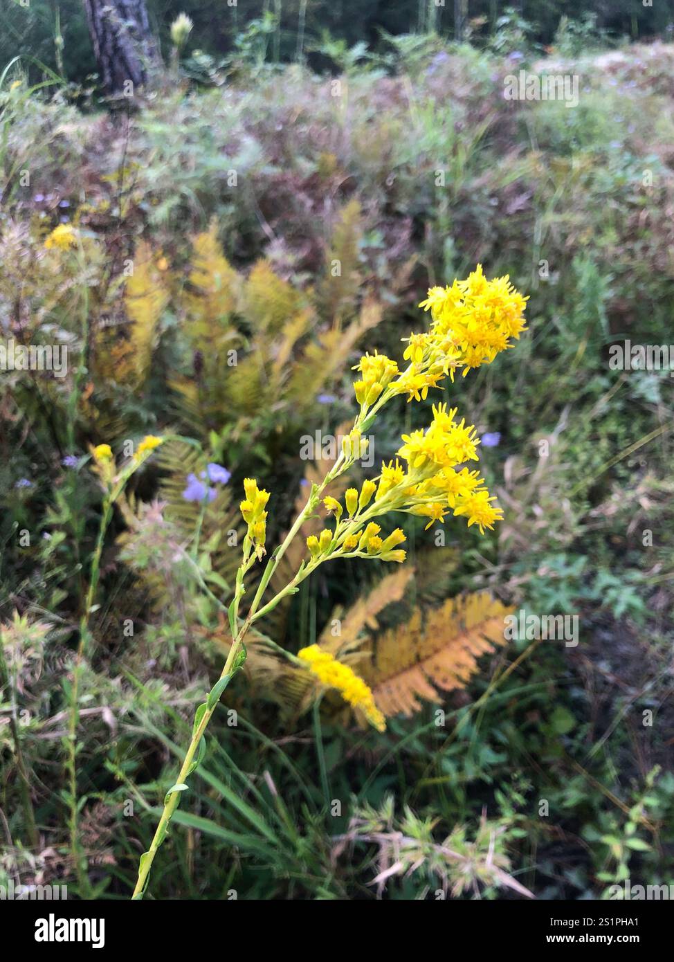 graceful goldenrod (Solidago gracillima Stock Photo - Alamy