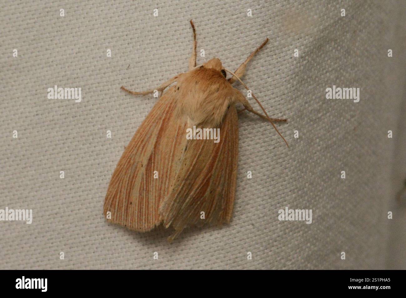 Lesser Wainscot (Mythimna oxygala Stock Photo - Alamy