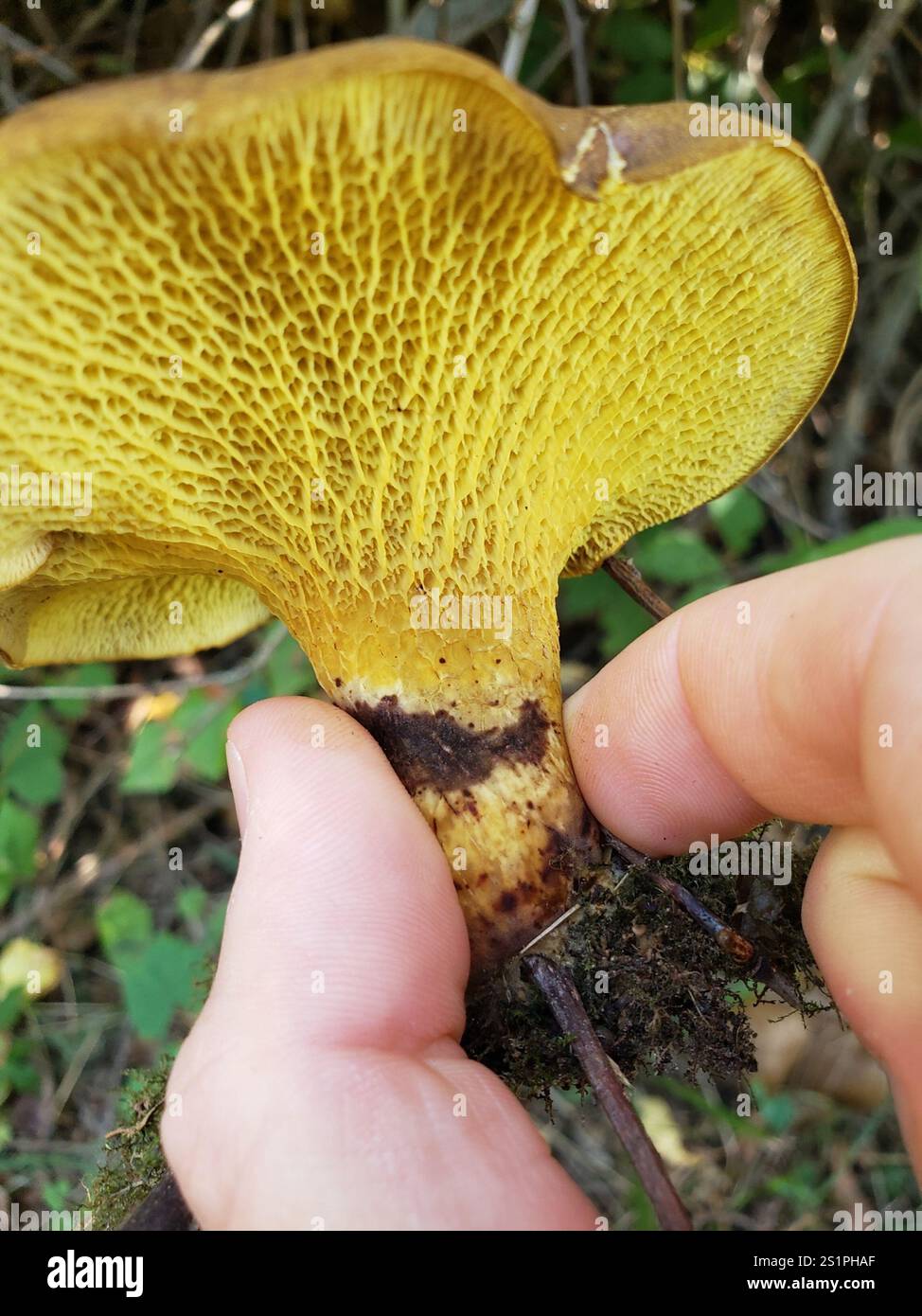ash-tree bolete (Boletinellus merulioides Stock Photo - Alamy