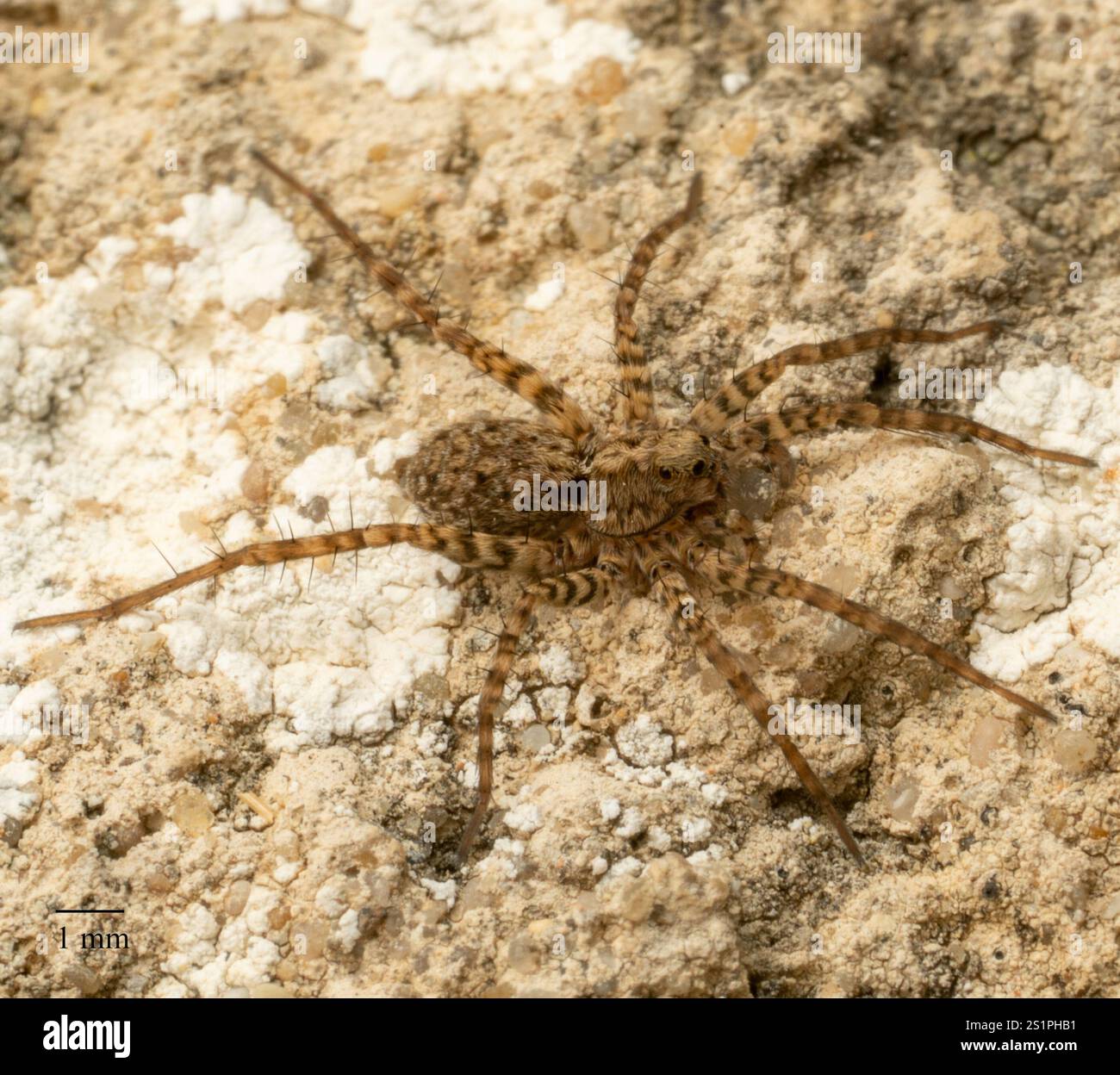 Thin-legged Wolf Spiders (Pardosa Stock Photo - Alamy