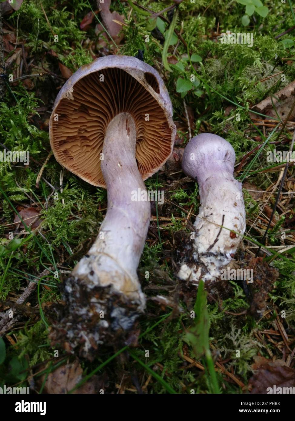 gassy webcap (Cortinarius traganus Stock Photo - Alamy