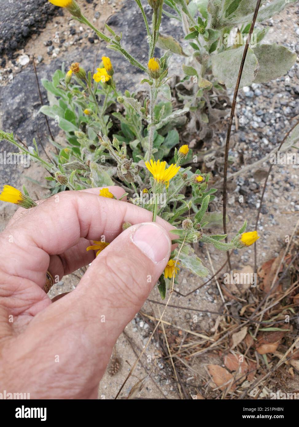 Telegraphweed (Heterotheca grandiflora Stock Photo - Alamy