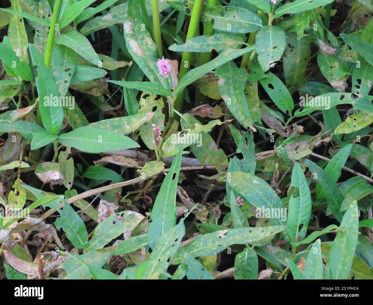 water smartweed (Persicaria amphibia Stock Photo - Alamy
