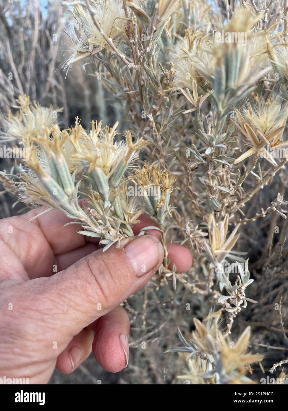 Spineless Horsebrush (Tetradymia canescens Stock Photo - Alamy