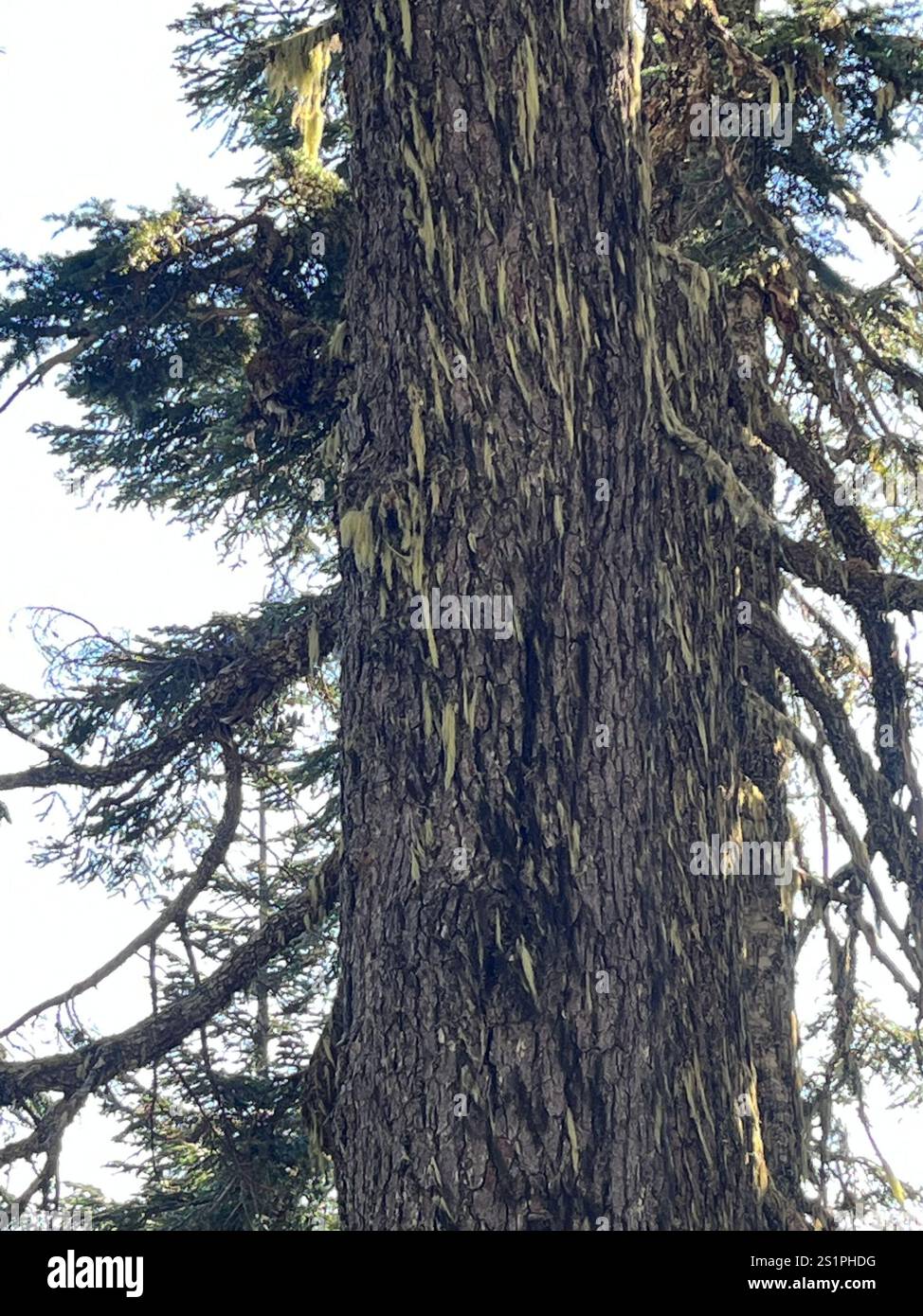 Witch's Hair (Alectoria sarmentosa Stock Photo - Alamy