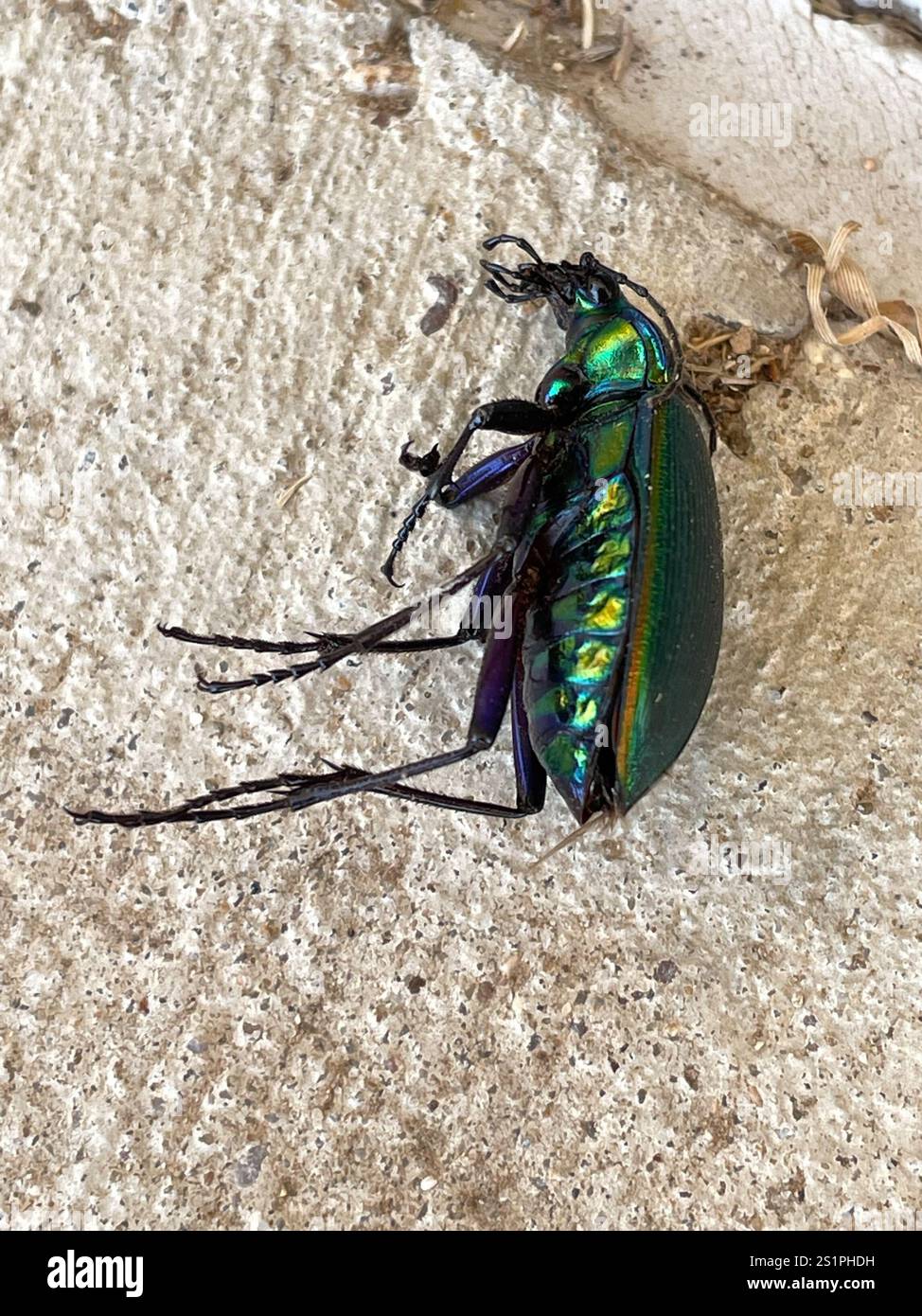 Fiery Searcher (Calosoma scrutator Stock Photo - Alamy