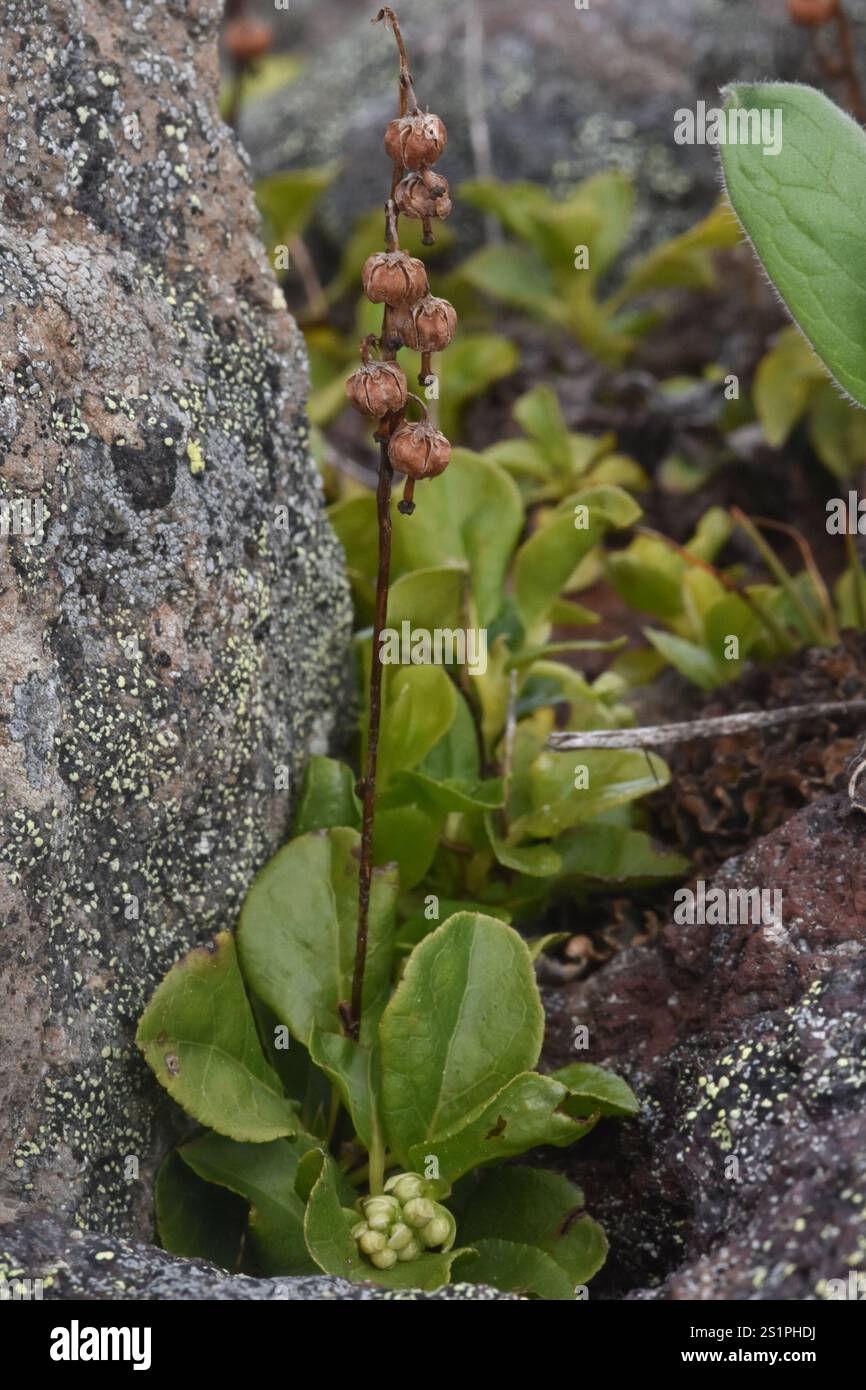 one-sided wintergreen (Orthilia secunda Stock Photo - Alamy