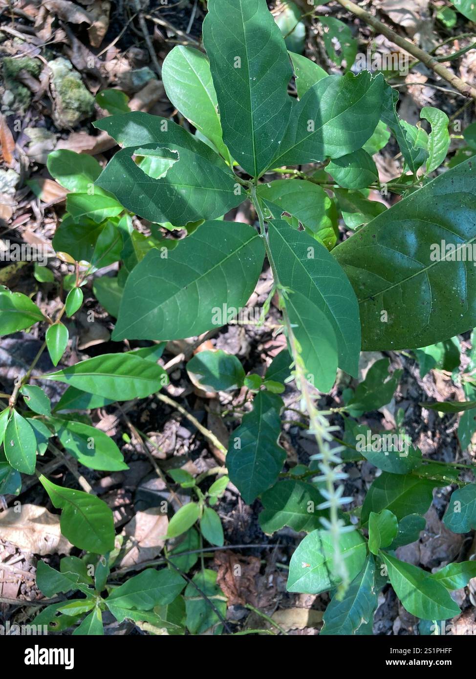 Guinea hen weed hi-res stock photography and images - Alamy