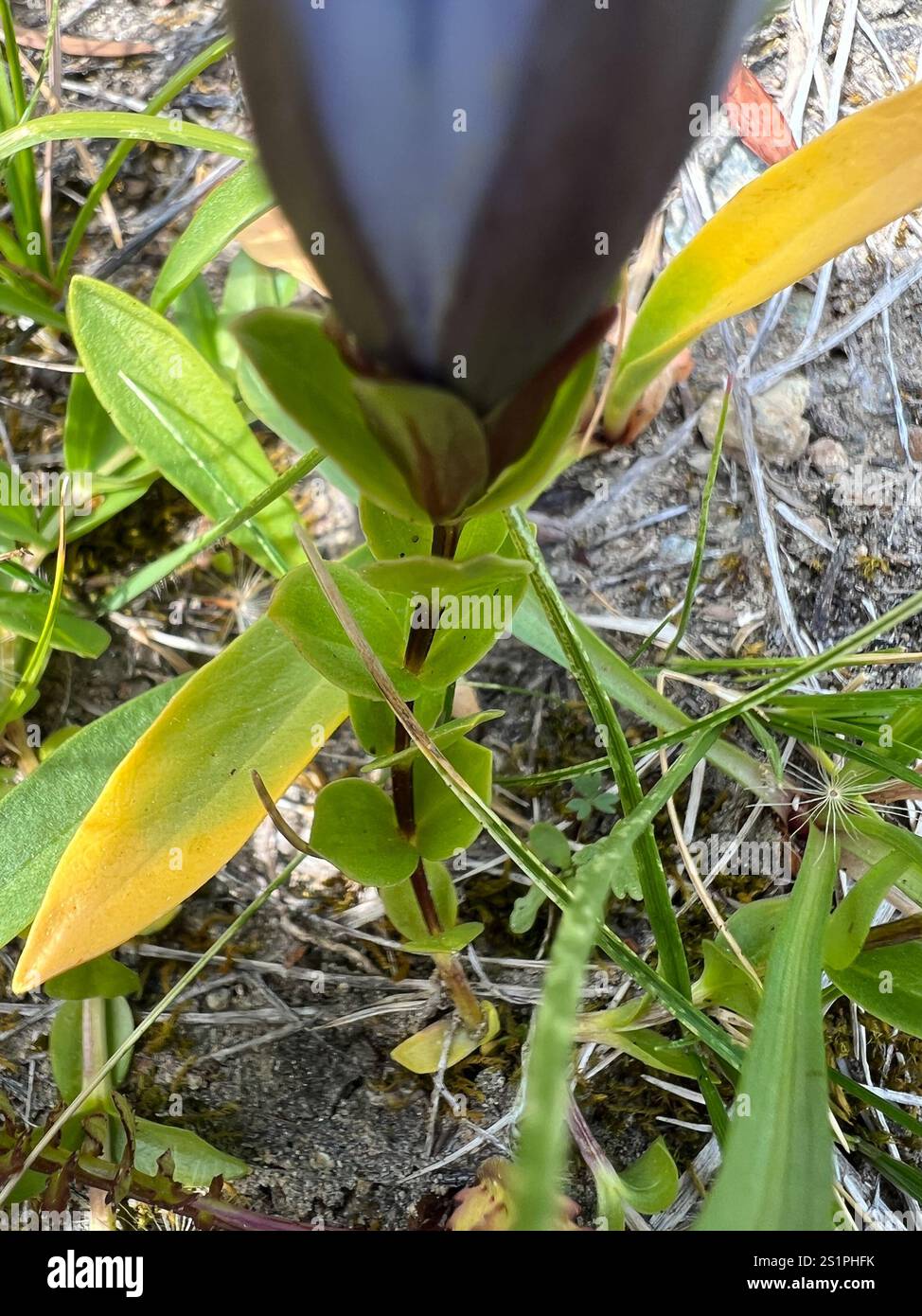 Mountain Bog Gentian (Gentiana calycosa Stock Photo - Alamy