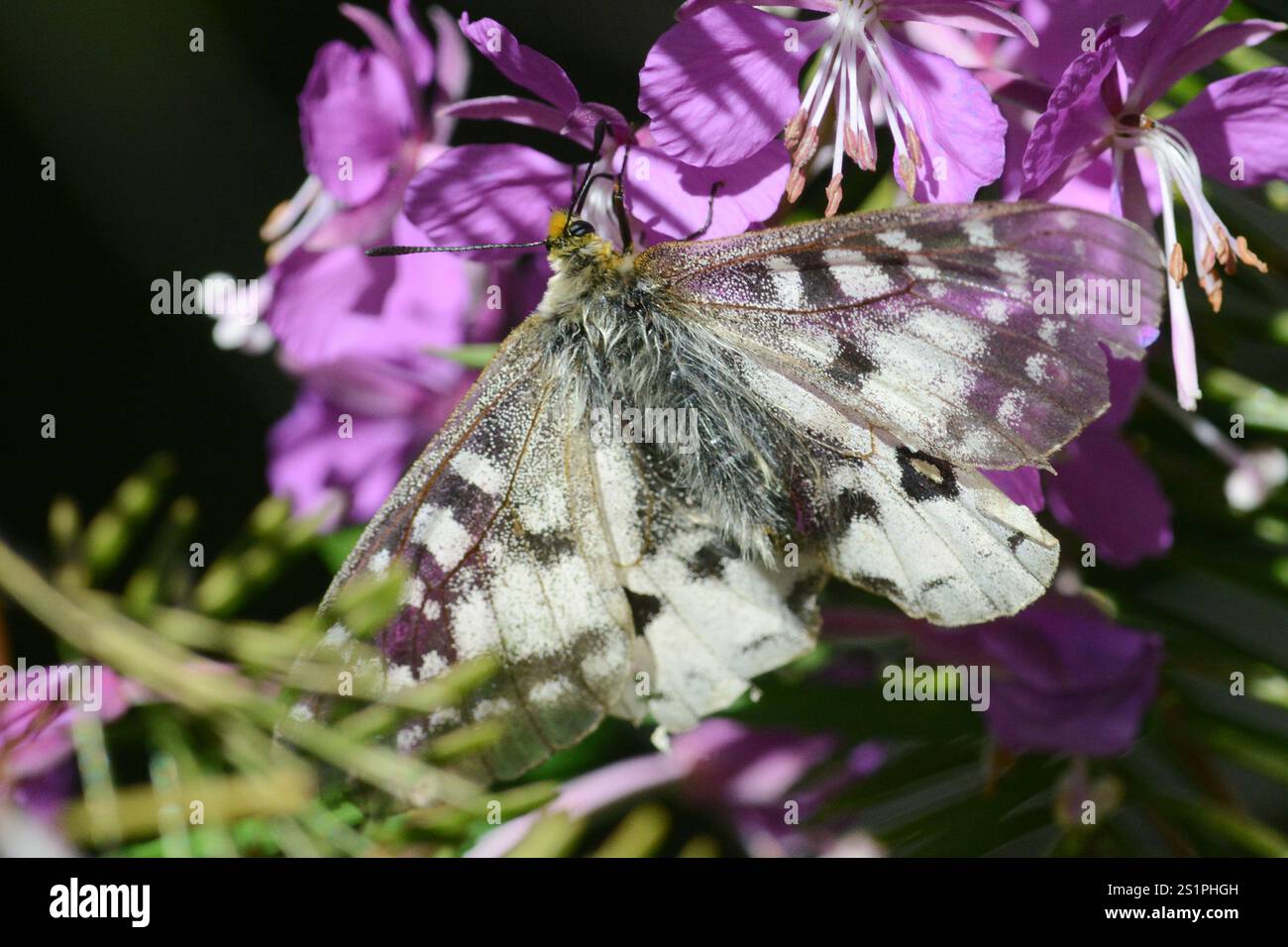 Clodius Parnassian (Parnassius clodius Stock Photo - Alamy