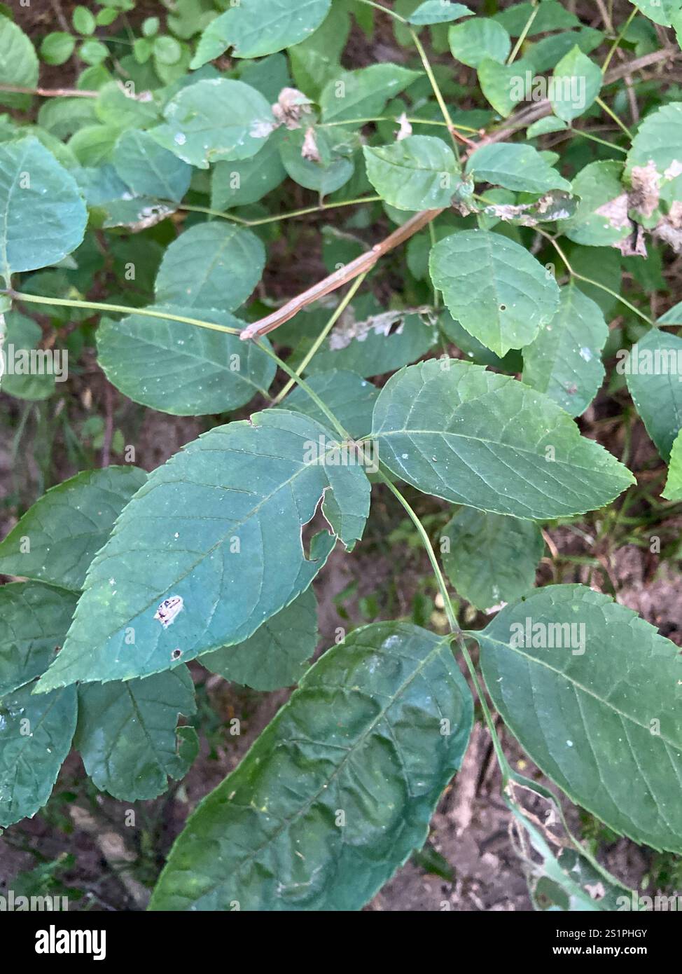 blue ash (Fraxinus quadrangulata Stock Photo - Alamy