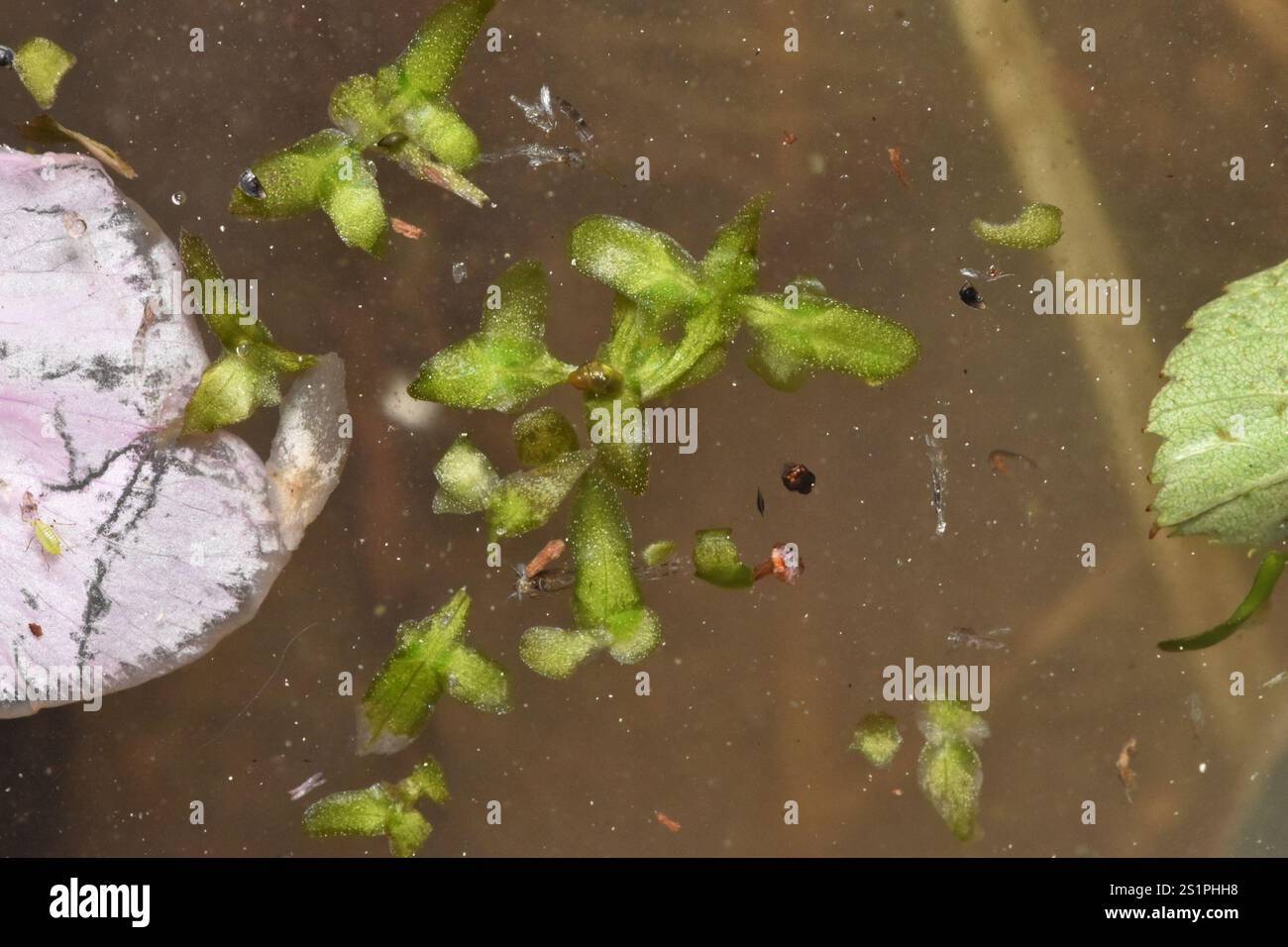Ivy-leaved Duckweed (Lemna trisulca Stock Photo - Alamy