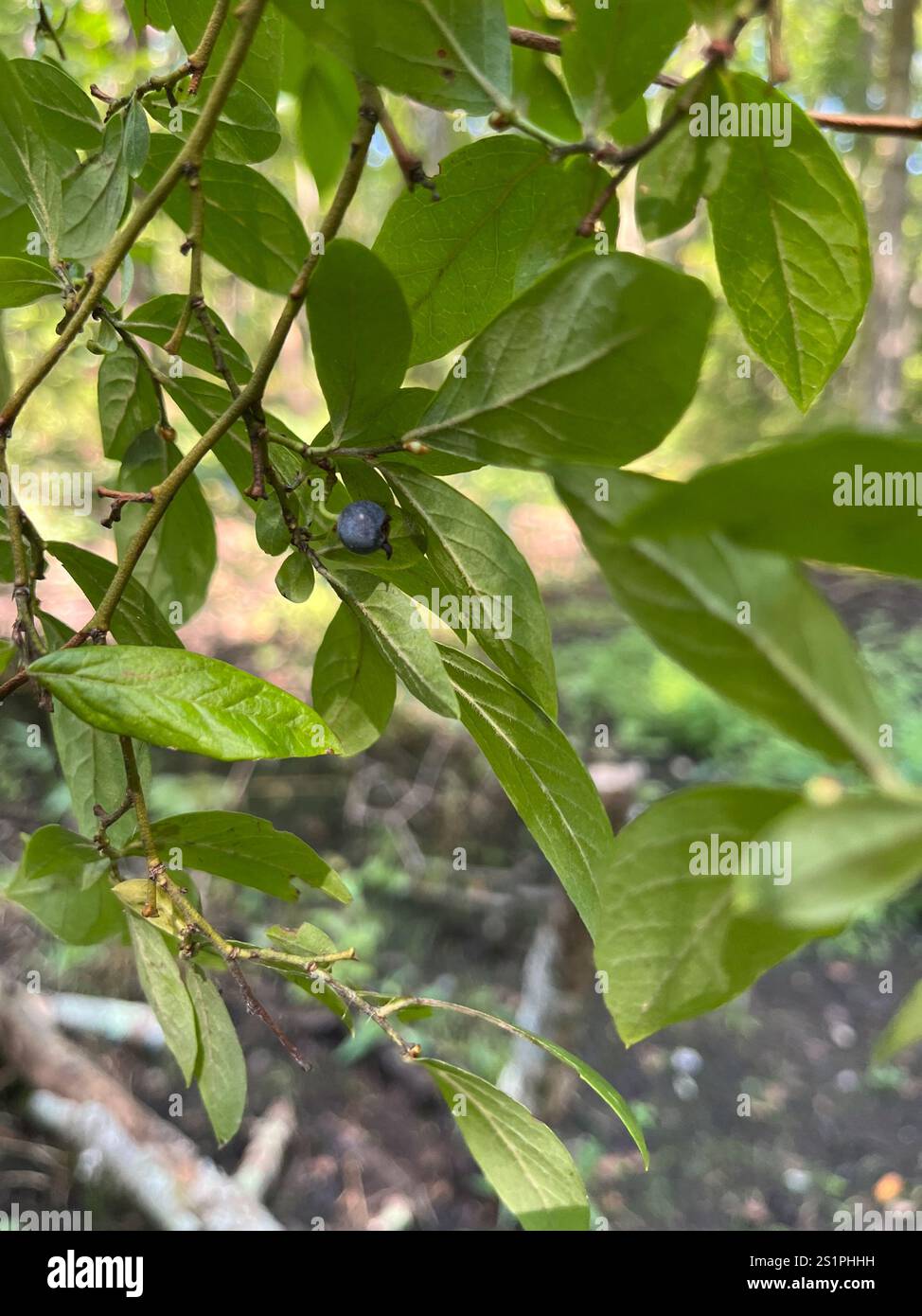 Northern highbush blueberry (Vaccinium corymbosum Stock Photo - Alamy
