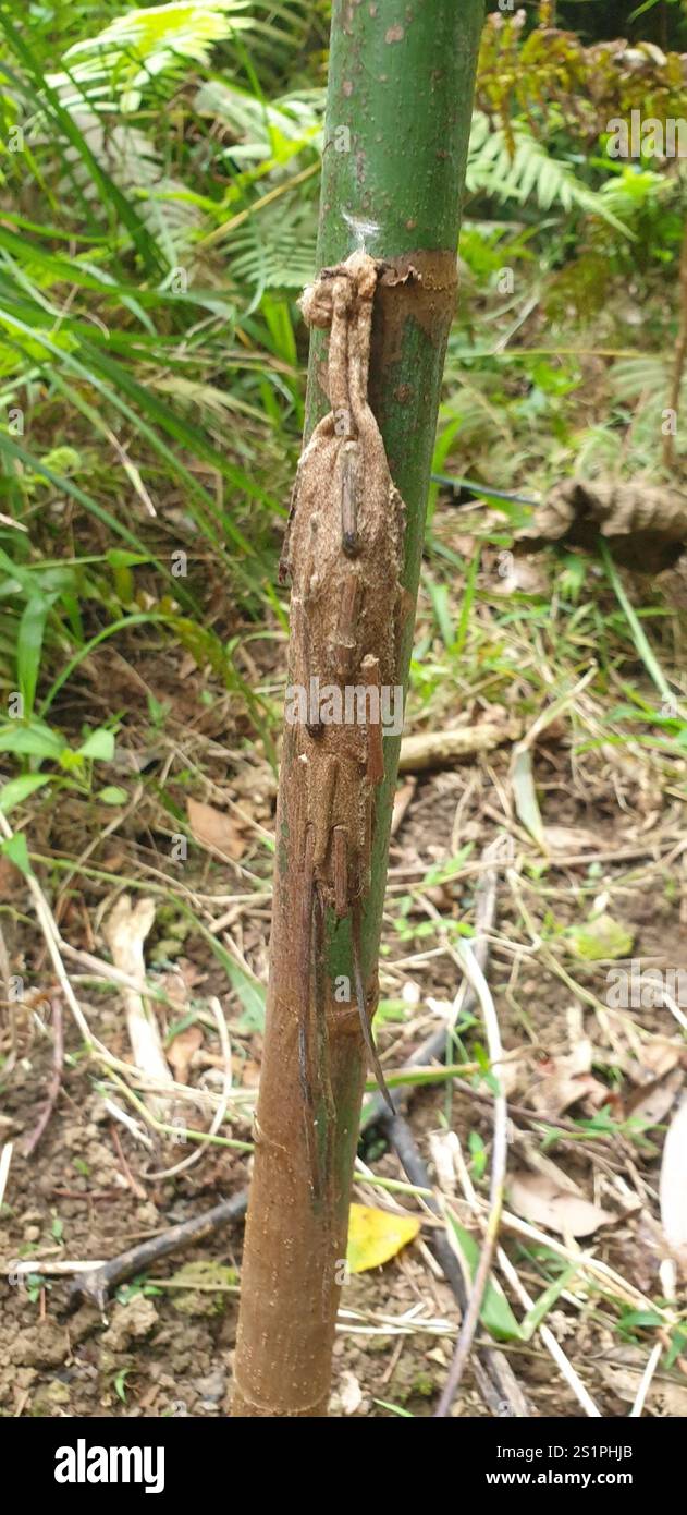 Saunder's Case Moth (Metura elongatus Stock Photo - Alamy