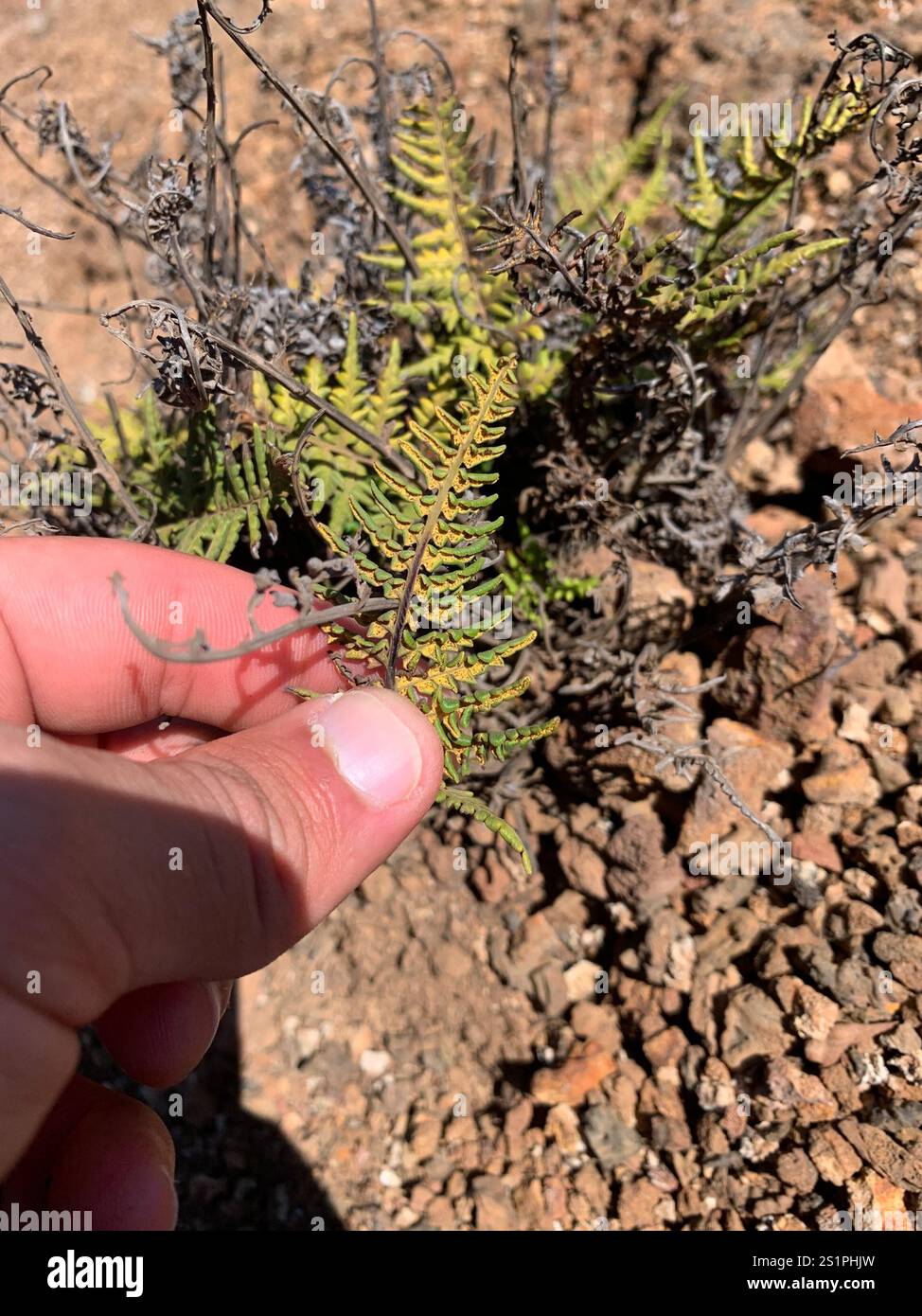 Silverback and Goldback Ferns (Pityrogramma Stock Photo - Alamy