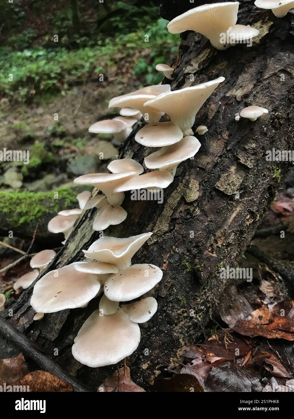 pale oyster (Pleurotus pulmonarius Stock Photo - Alamy