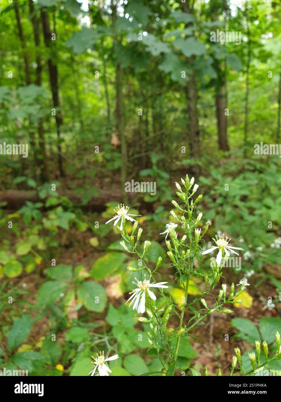 Arrow-leaved Aster (Symphyotrichum urophyllum Stock Photo - Alamy